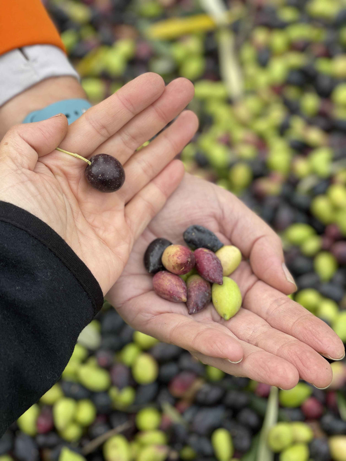 About Us | Olive Oil People Singapore